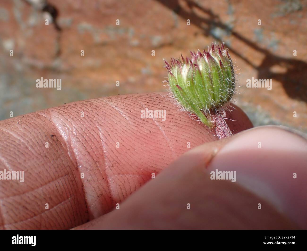 cut-leaf fleabane (Erigeron compositus Stock Photo - Alamy