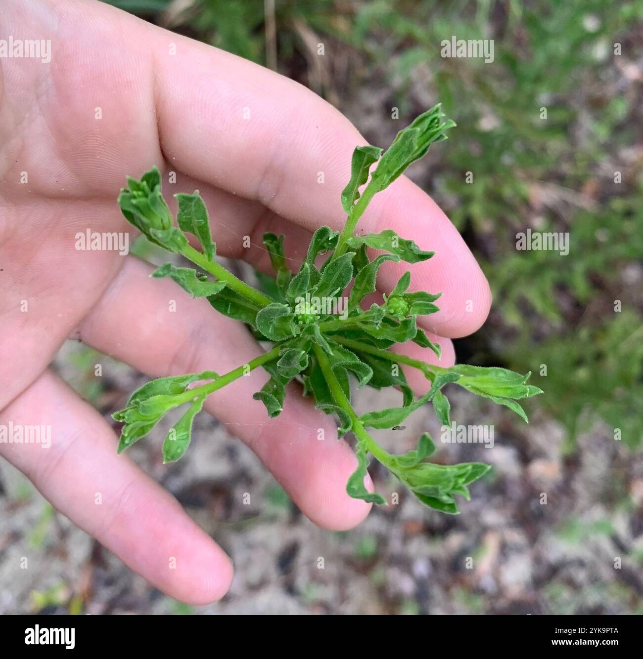 Scabrella hi-res stock photography and images - Alamy