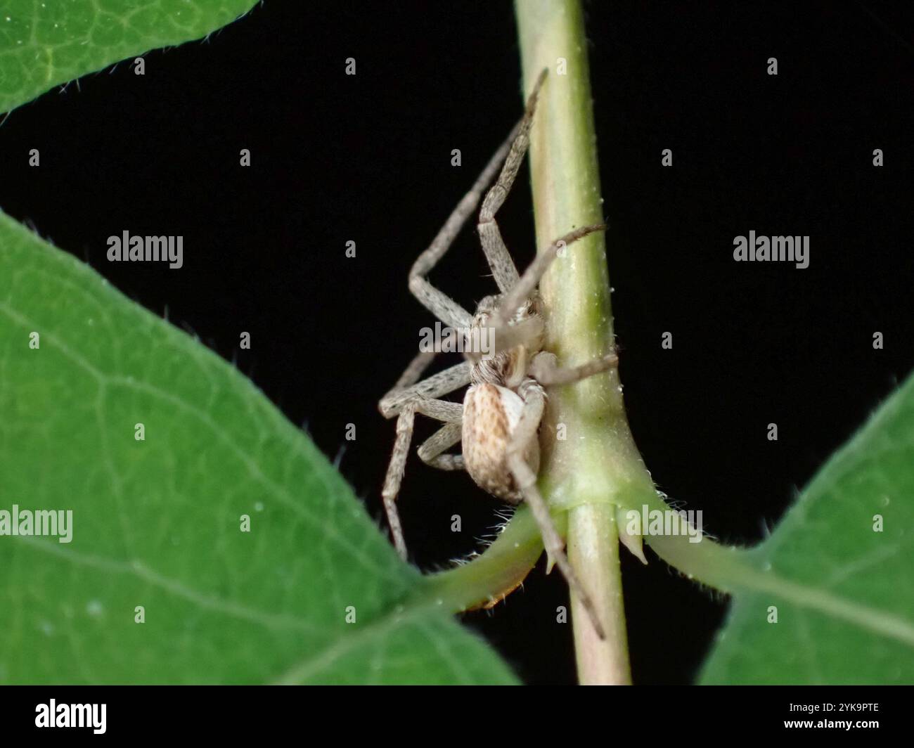 Running Crab Spiders (Philodromus Stock Photo - Alamy