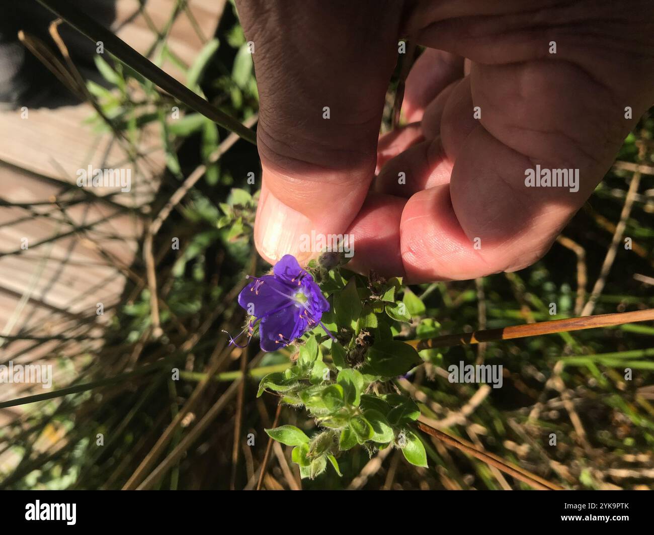 blue waterleaf (Hydrolea ovata Stock Photo - Alamy