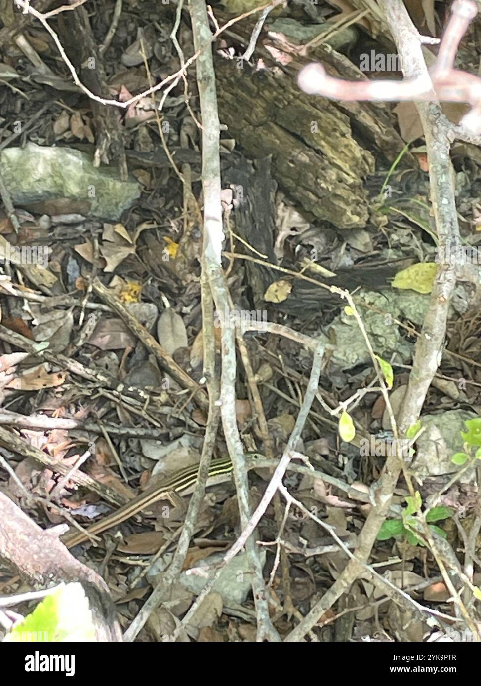 Common Spotted Whiptail (Aspidoscelis gularis Stock Photo - Alamy