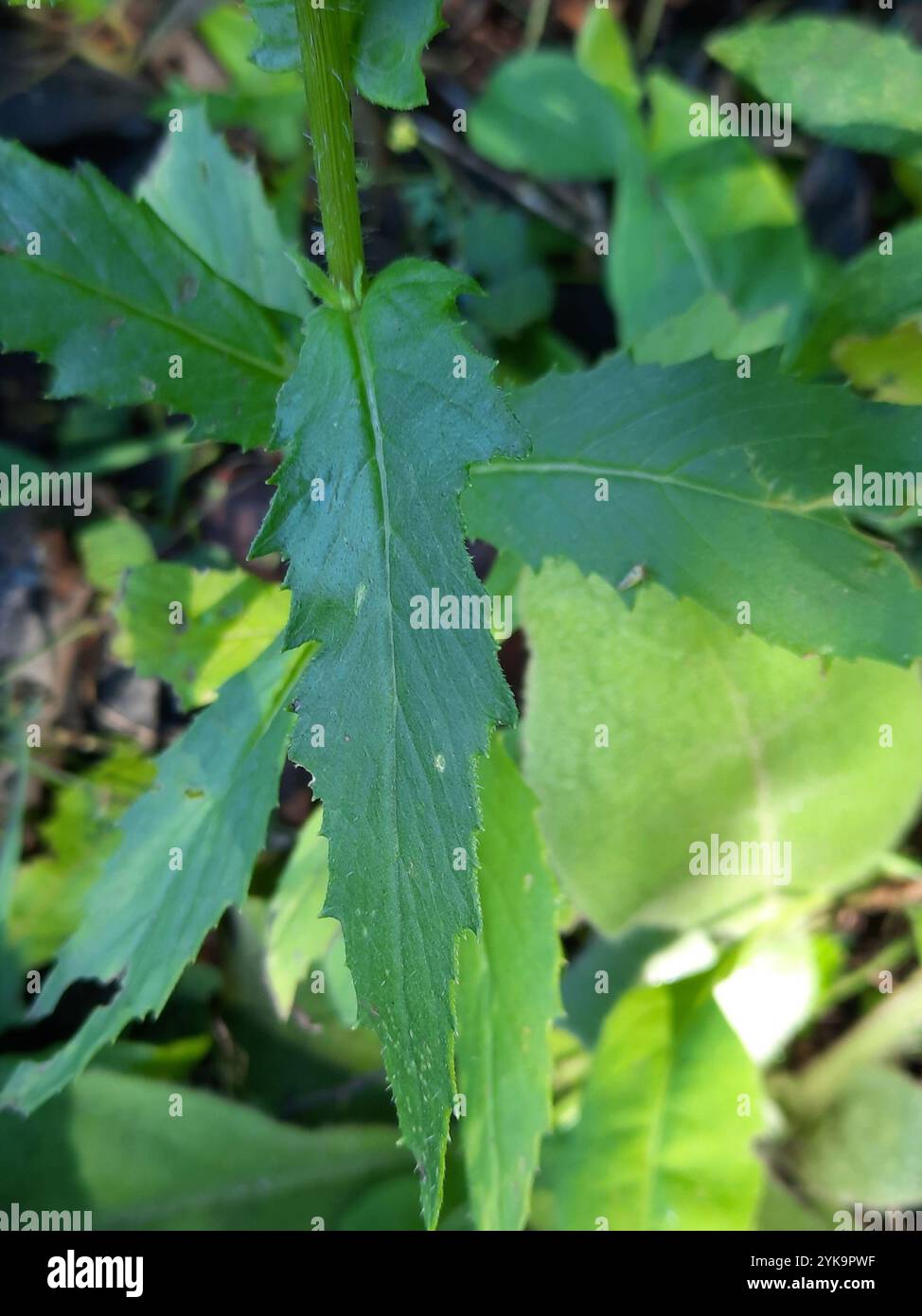 American burnweed (Erechtites hieraciifolius Stock Photo - Alamy
