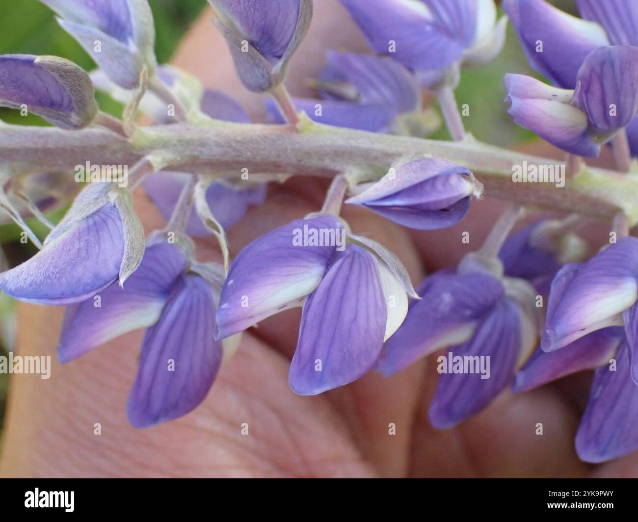 Silky Lupine (Lupinus sericeus Stock Photo - Alamy