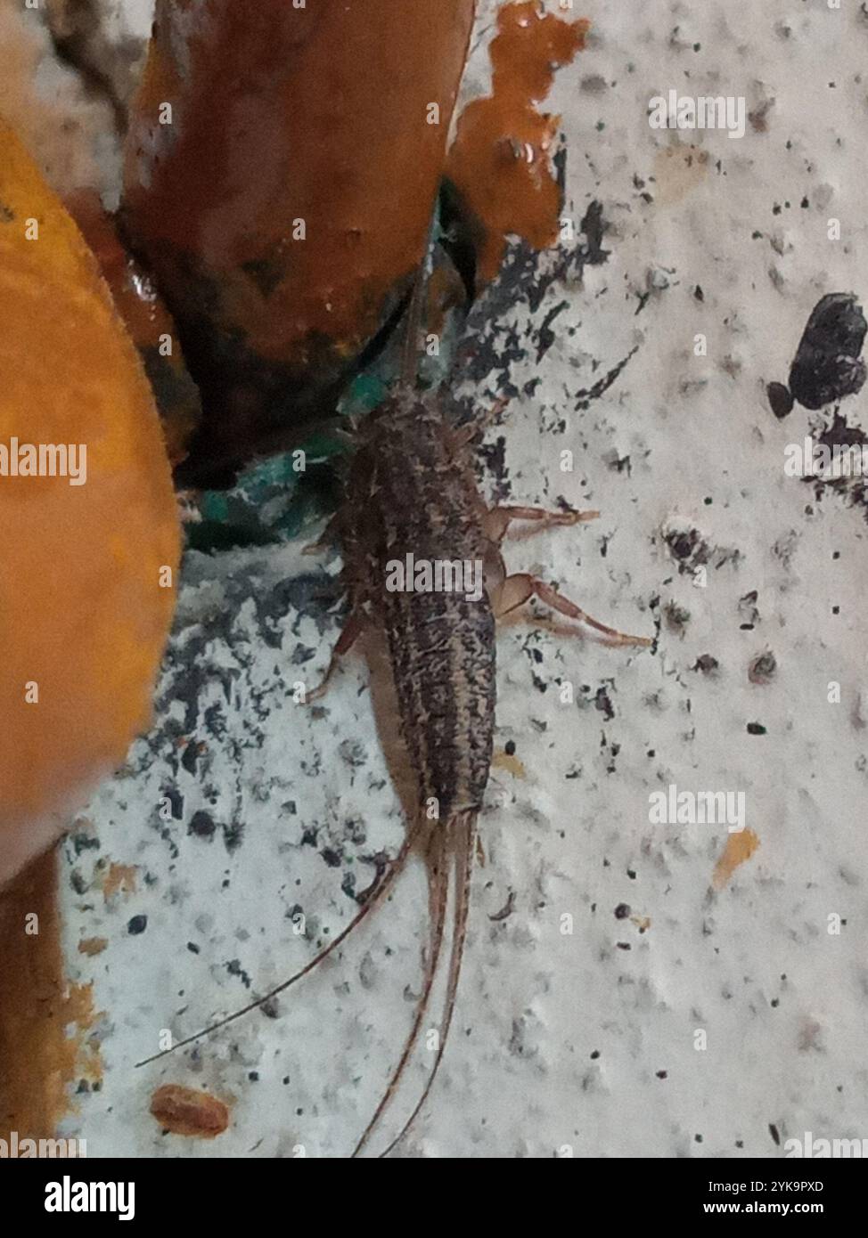 Ctenolepisma lineatum hi-res stock photography and images - Alamy