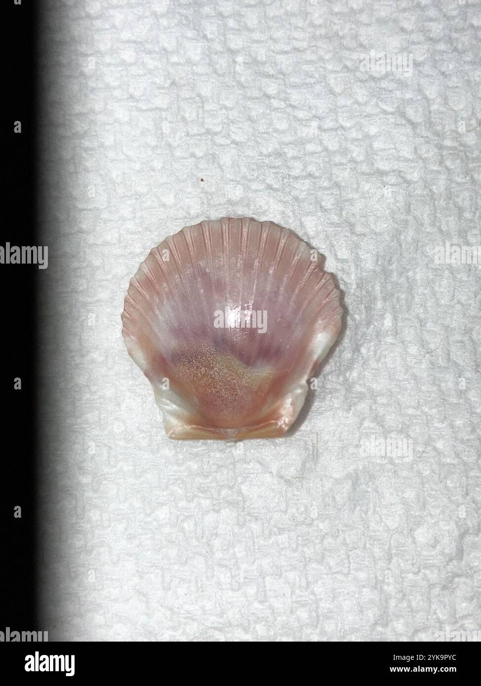 Atlantic Calico Scallop (Argopecten gibbus Stock Photo - Alamy