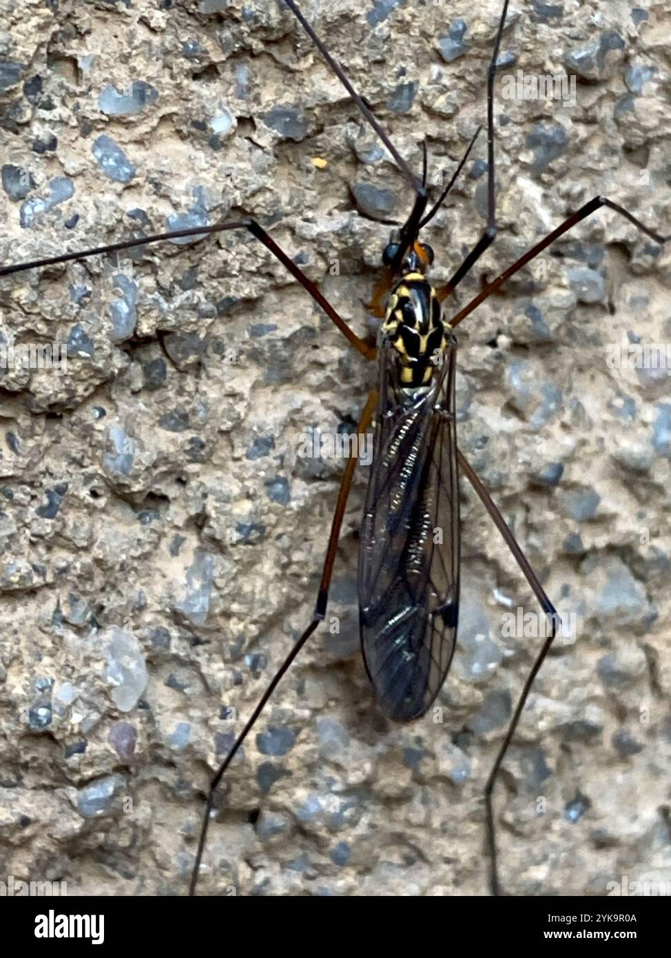 Nephrotoma pratensis hi-res stock photography and images - Alamy