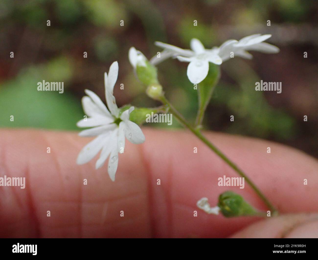 smallflower woodland star (Lithophragma parviflorum Stock Photo - Alamy