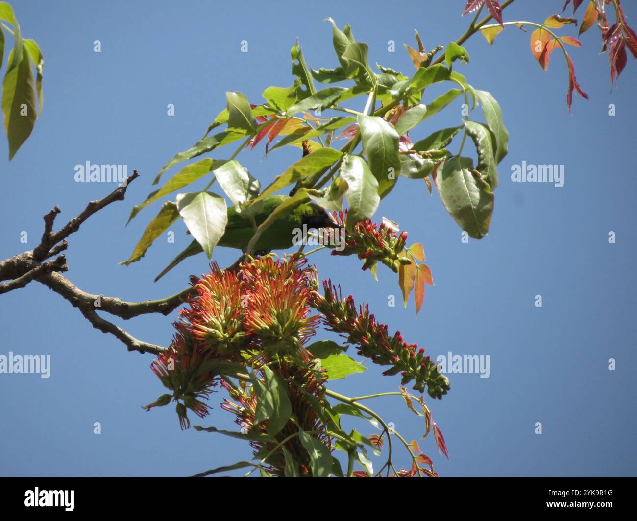 Pink Cedar (Acrocarpus fraxinifolius Stock Photo - Alamy