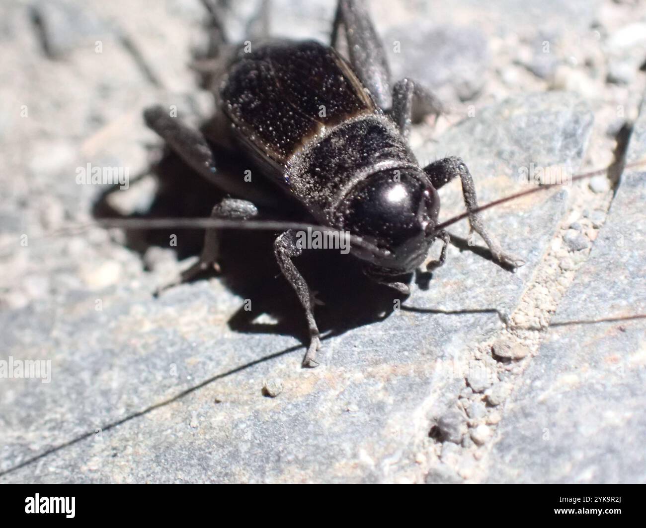 Gryllus veletis hi-res stock photography and images - Alamy