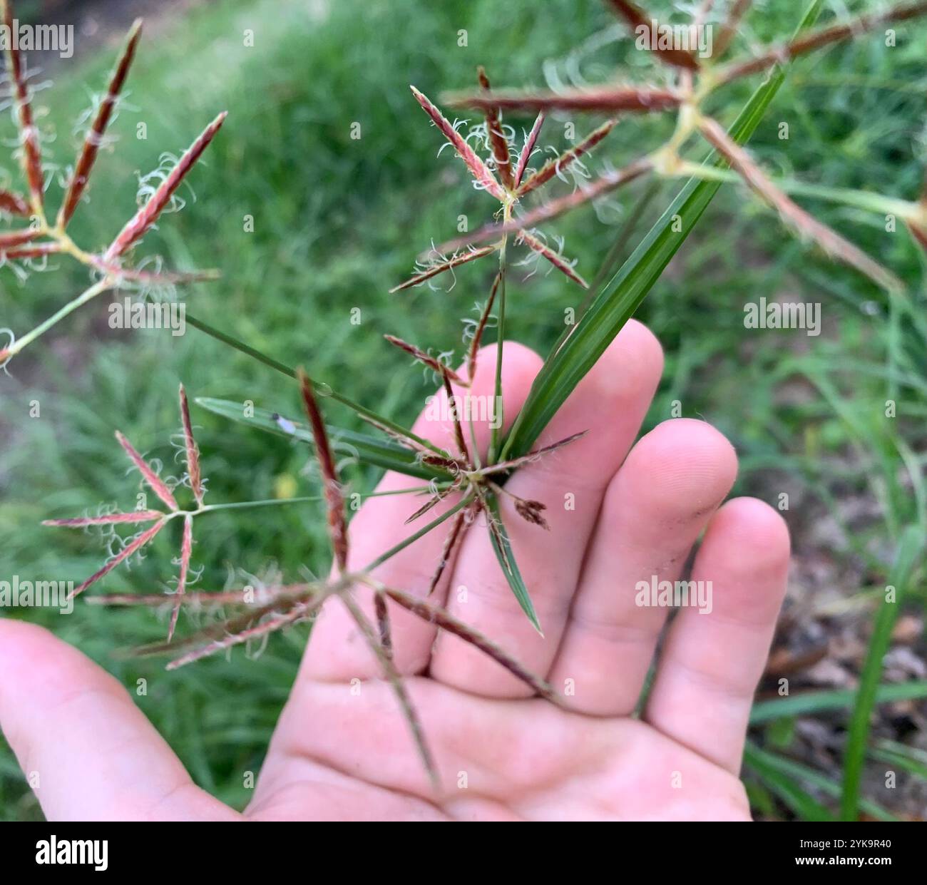 Purple nutsedge (Cyperus rotundus Stock Photo - Alamy