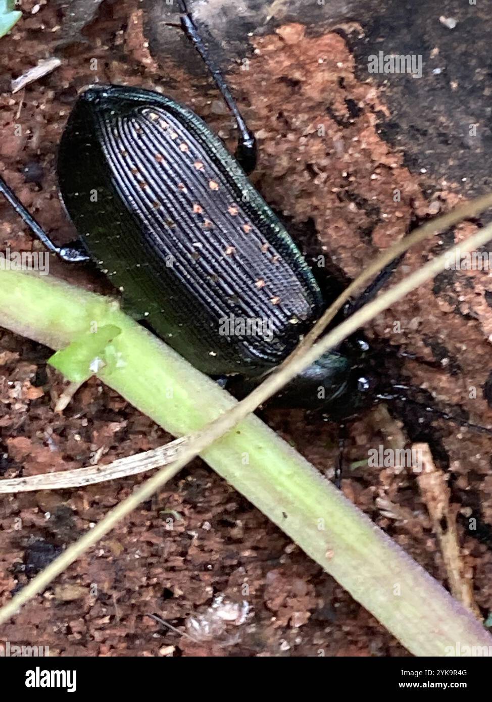 Black Caterpillar Hunter (Calosoma sayi Stock Photo - Alamy