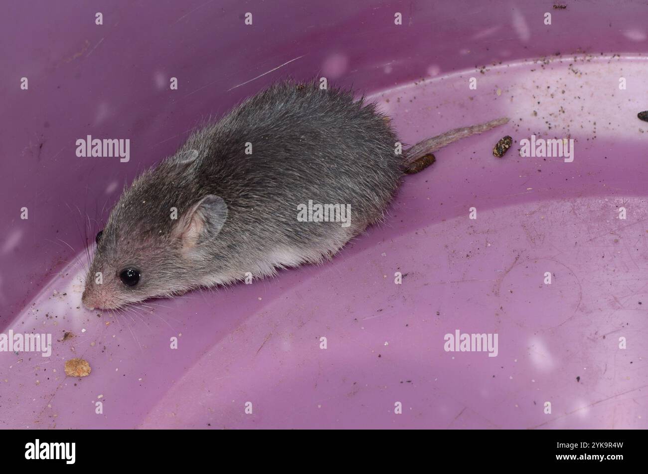 Pouched mouse hi-res stock photography and images - Alamy