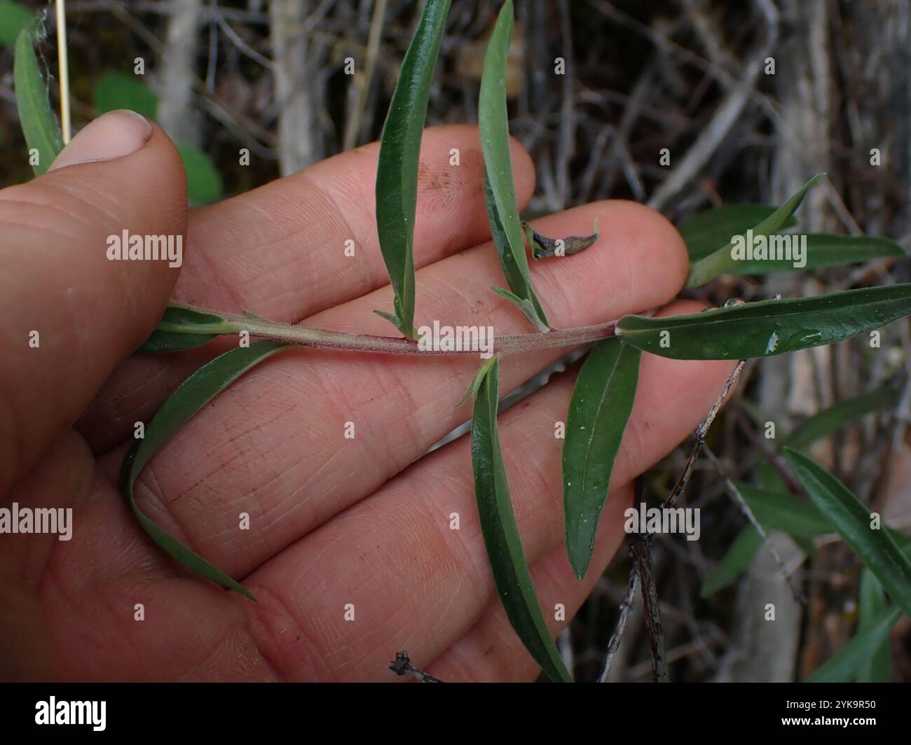 grand collomia (Collomia grandiflora Stock Photo - Alamy