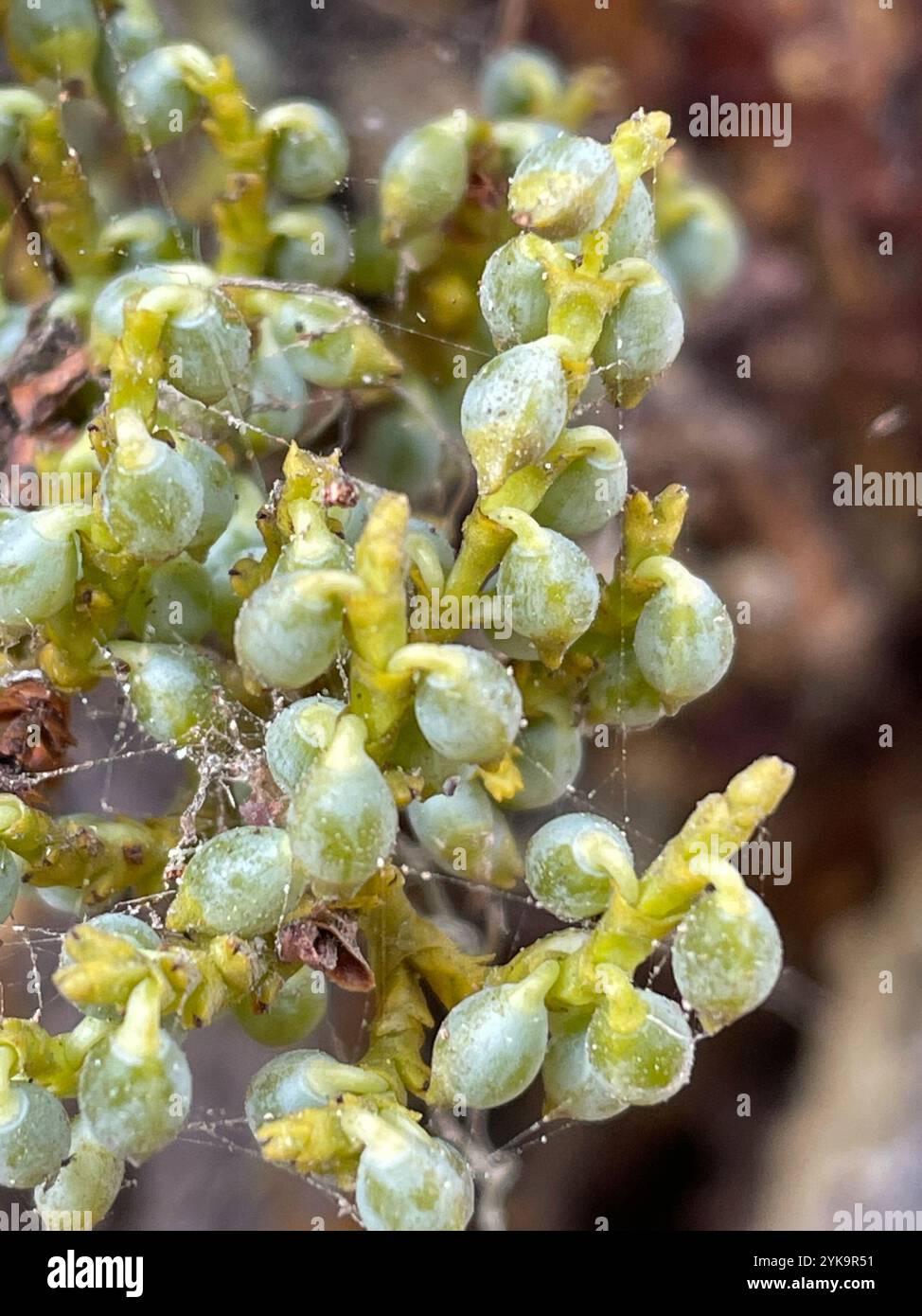 Coastal Dwarf-Mistletoe (Arceuthobium littorum Stock Photo - Alamy