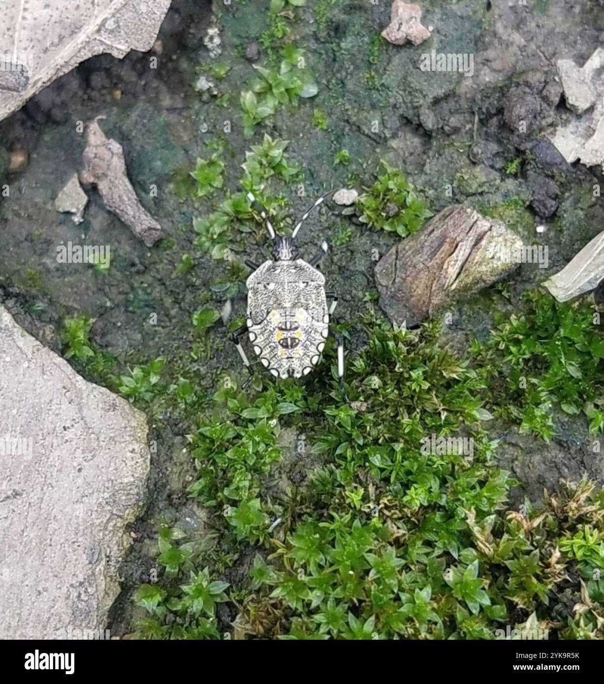 Black Stink Bug (Proxys punctulatus Stock Photo - Alamy
