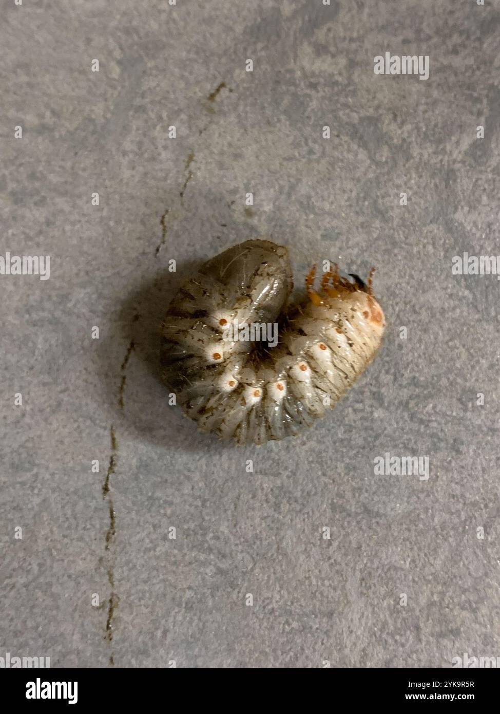 Common Green June Beetle (Cotinis nitida Stock Photo - Alamy