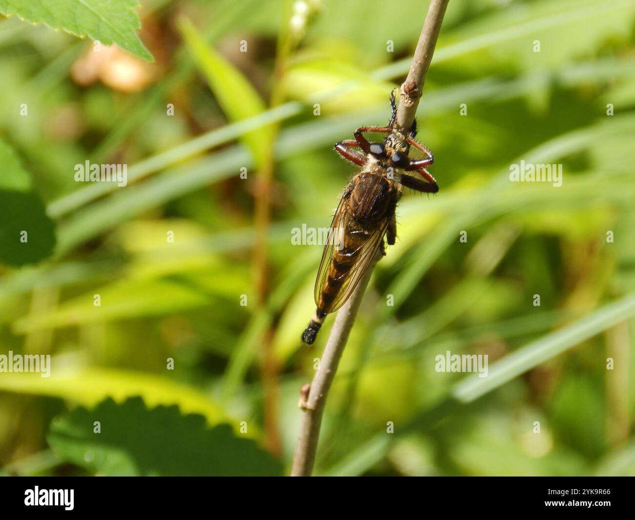 Maroon-legged Lion Fly (Promachus hinei Stock Photo - Alamy