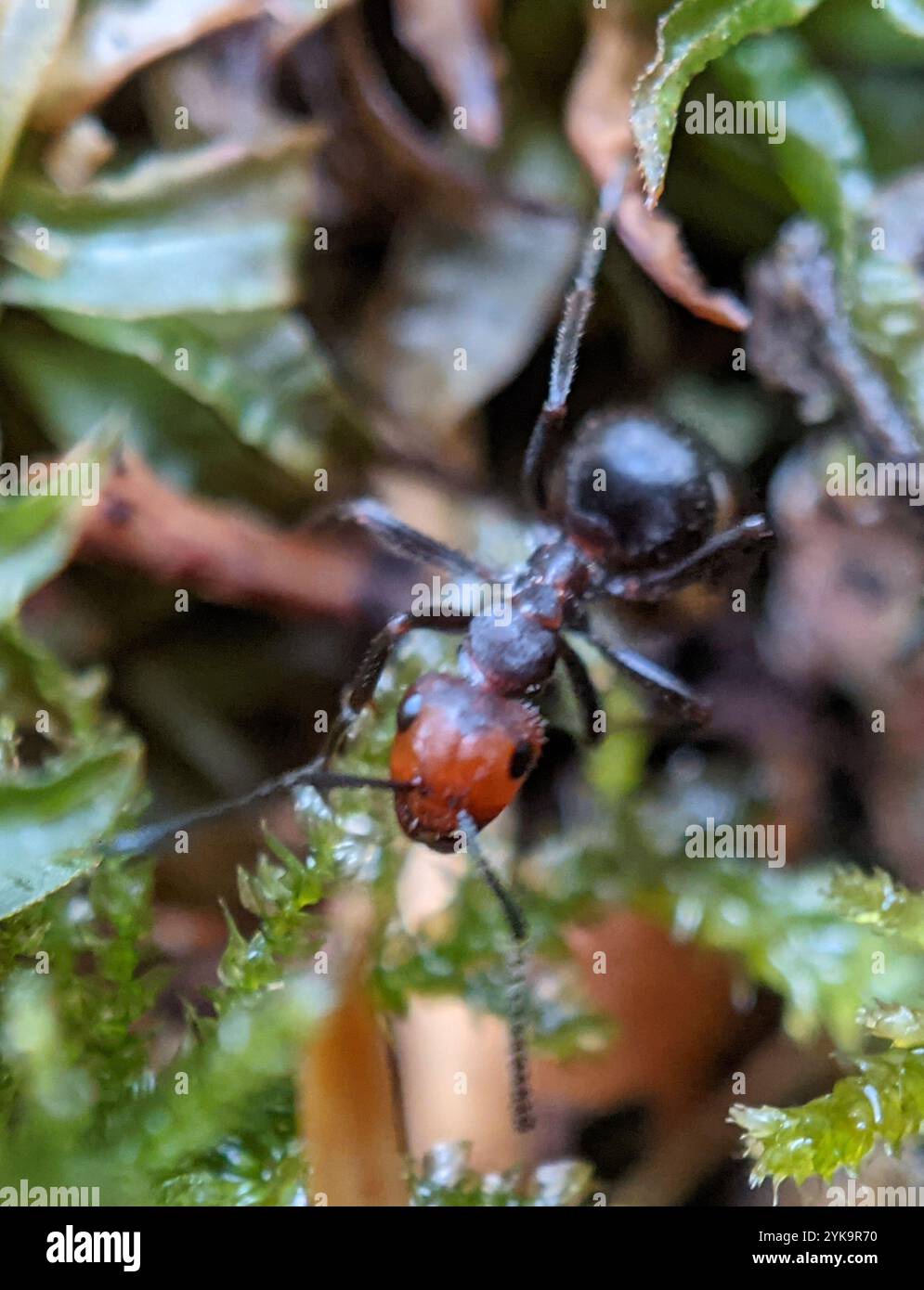 Western Thatching Ant (Formica obscuripes Stock Photo - Alamy
