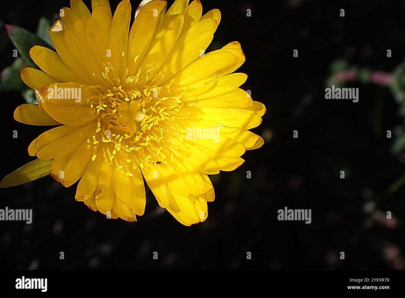 Lampranthus glaucus hi-res stock photography and images - Alamy