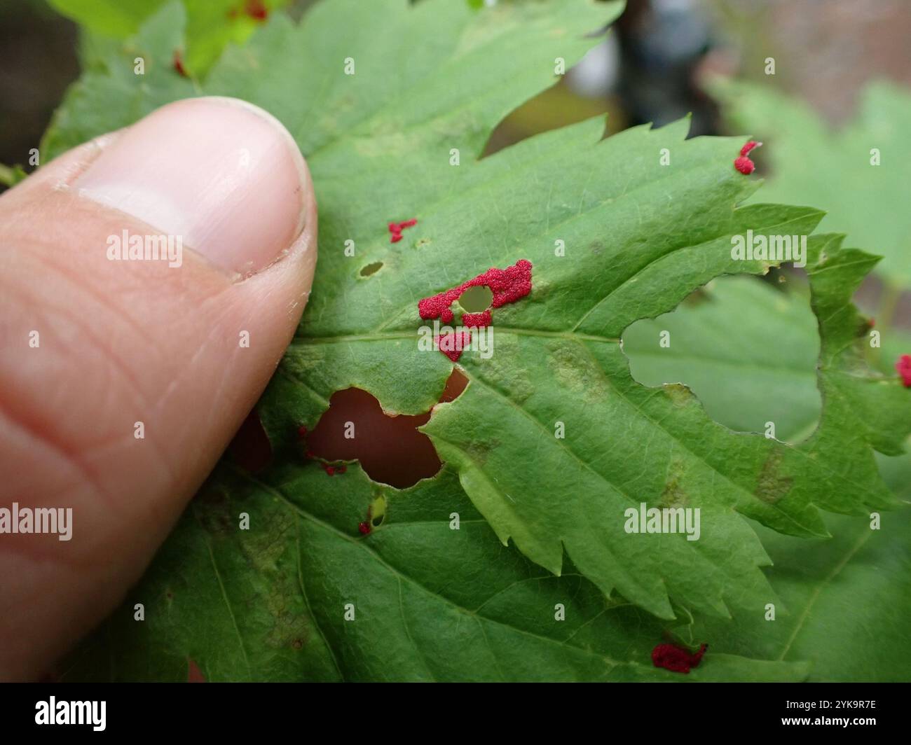 Rocky Mountain Maple Felt Mite (Aceria calaceris Stock Photo - Alamy