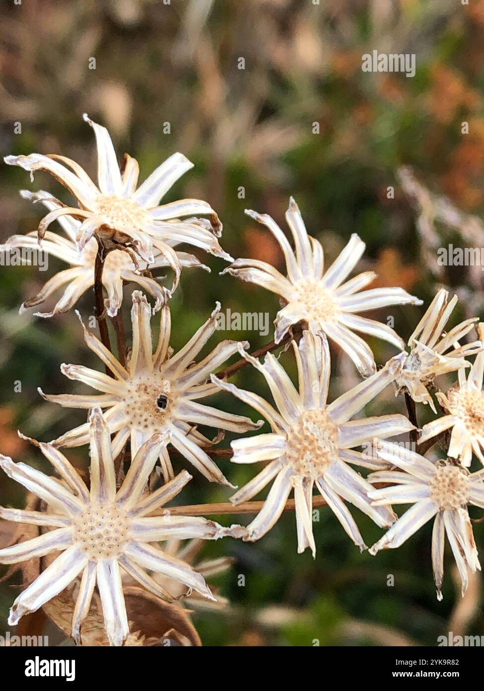 Arrowleaf Senecio (Senecio triangularis Stock Photo - Alamy