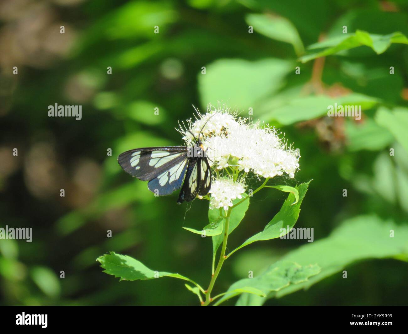 Police Car Moth (Gnophaela vermiculata Stock Photo - Alamy