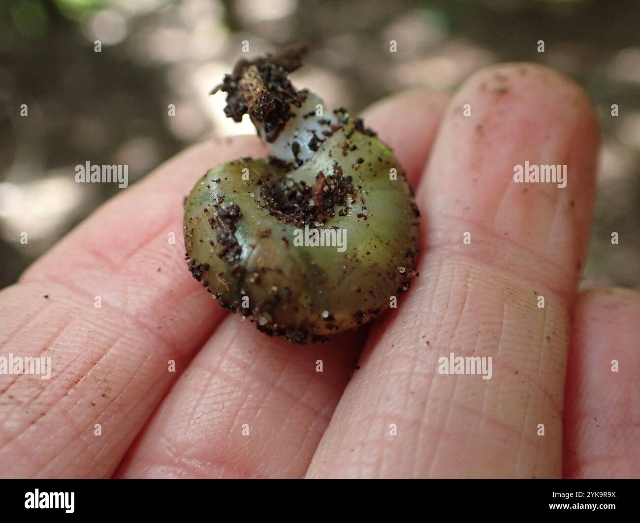 Lancetooth hi-res stock photography and images - Alamy