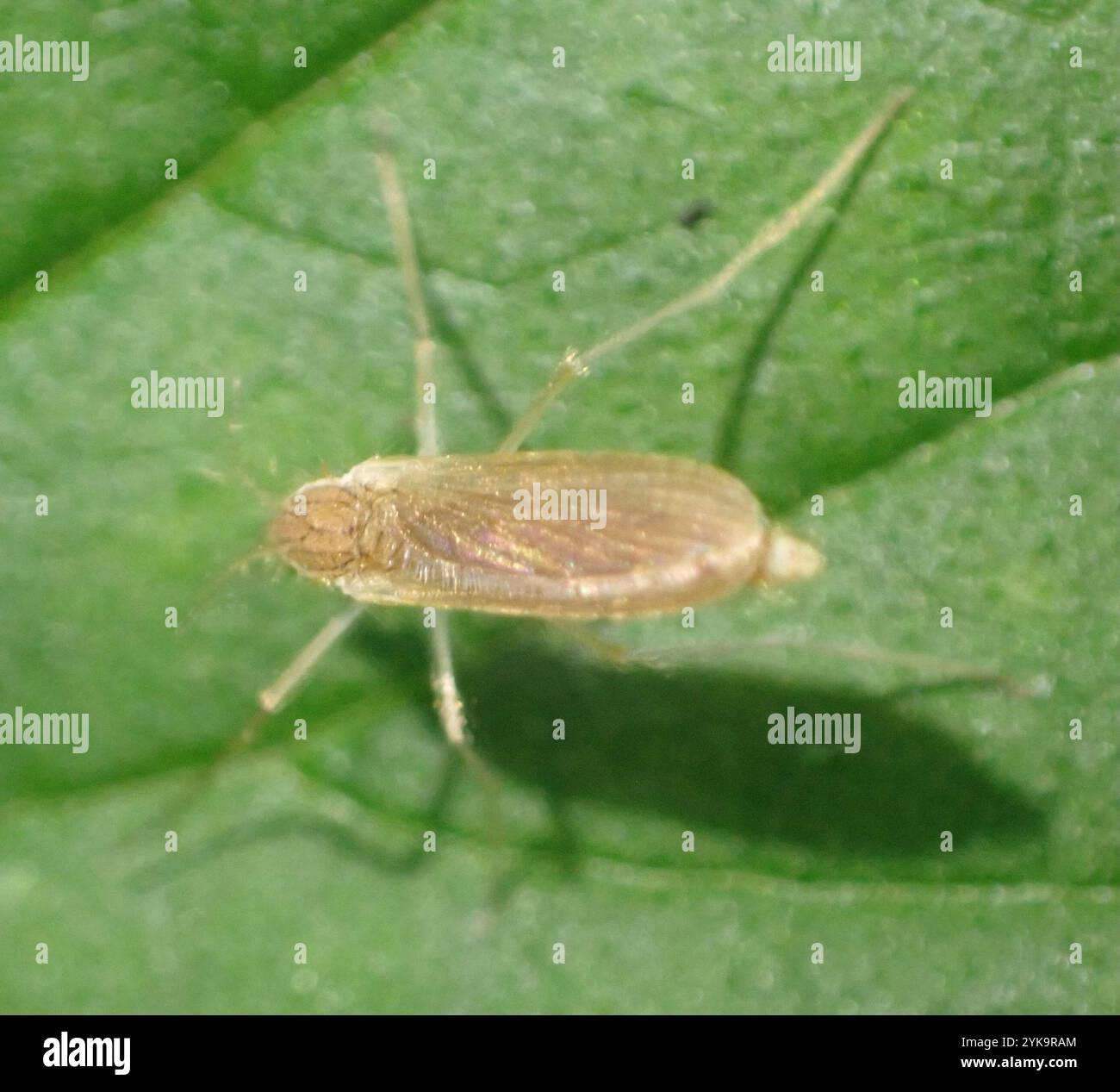 Phantom Midges (Chaoboridae Stock Photo - Alamy