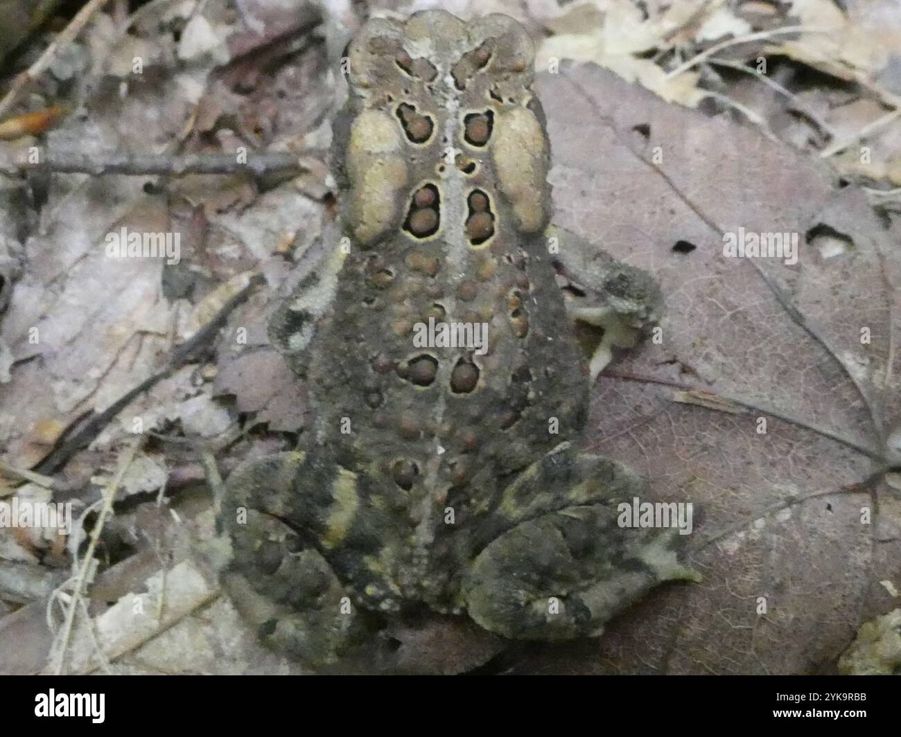 American Toad (Anaxyrus americanus Stock Photo - Alamy