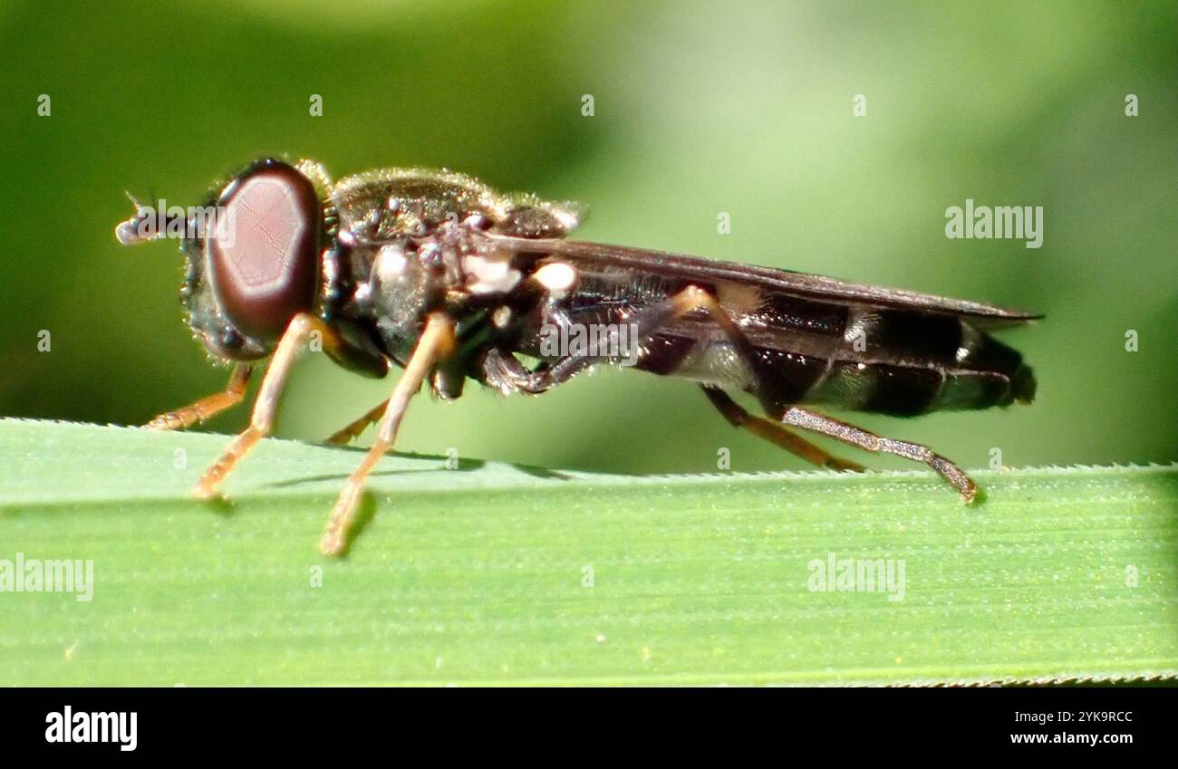 Sedgesitter hi-res stock photography and images - Alamy