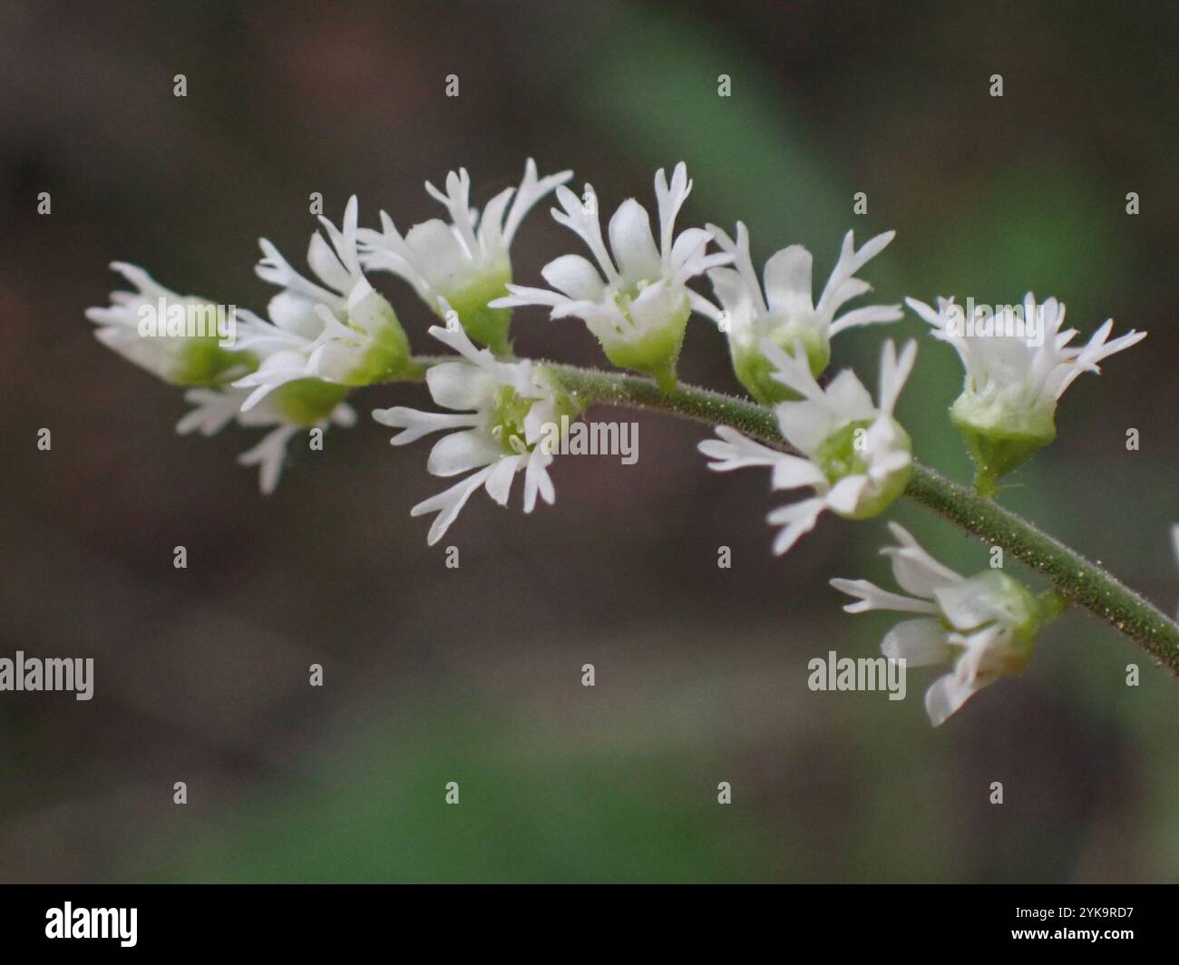Three-toothed Mitrewort (Ozomelis trifida Stock Photo - Alamy