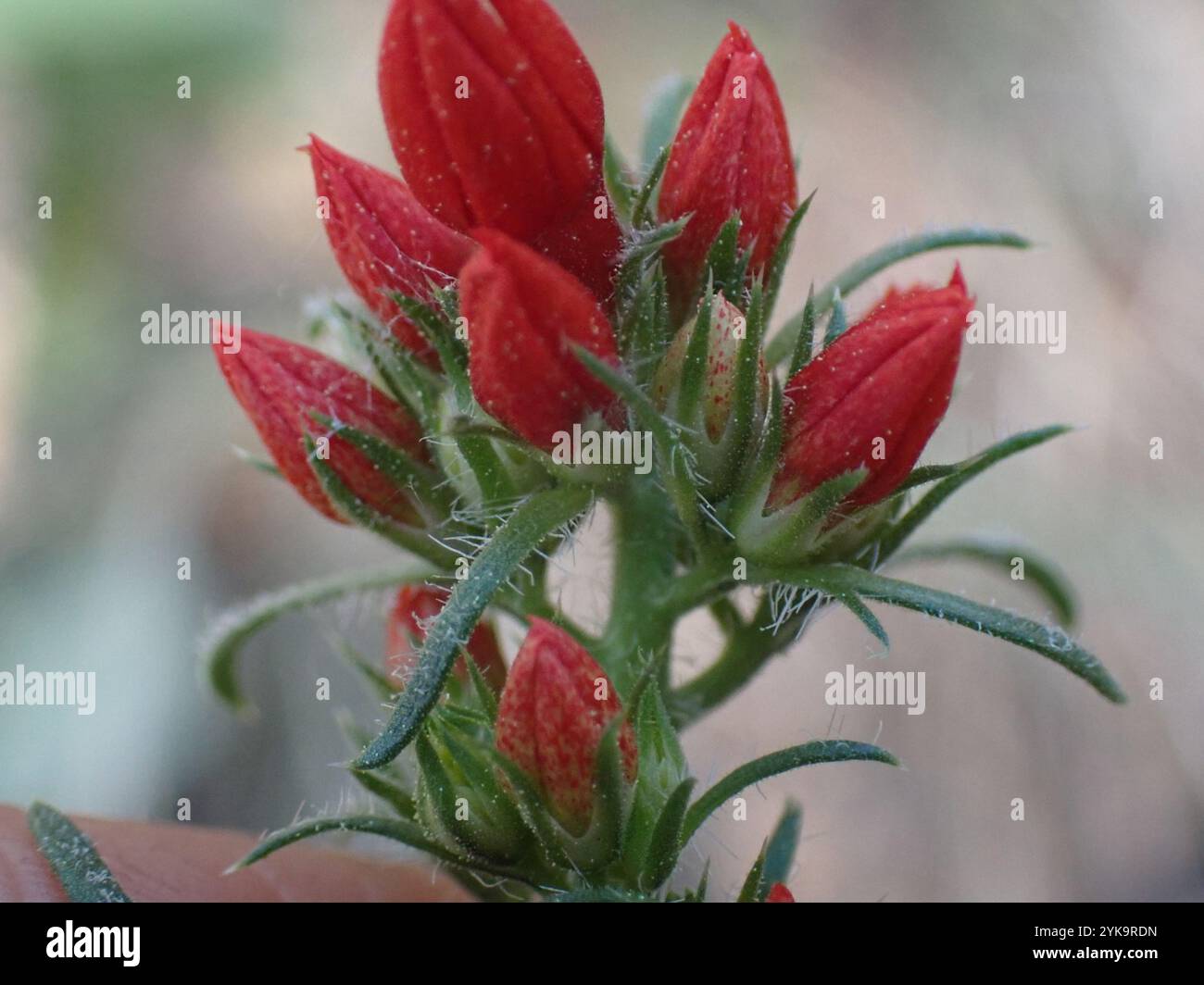 Scarlet Gilia (Ipomopsis aggregata Stock Photo - Alamy