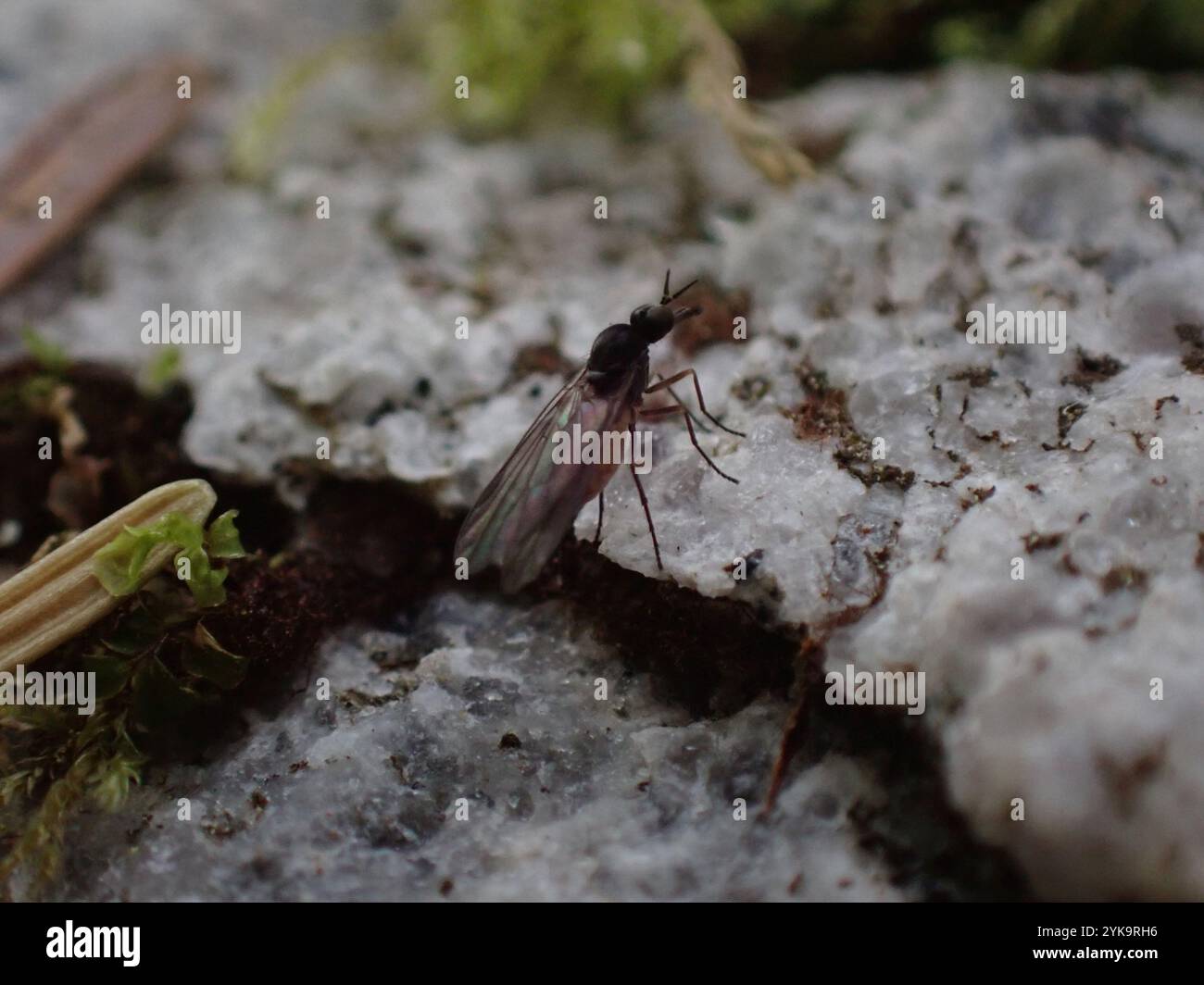 Predatory Fungus Gnats (Keroplatidae Stock Photo - Alamy