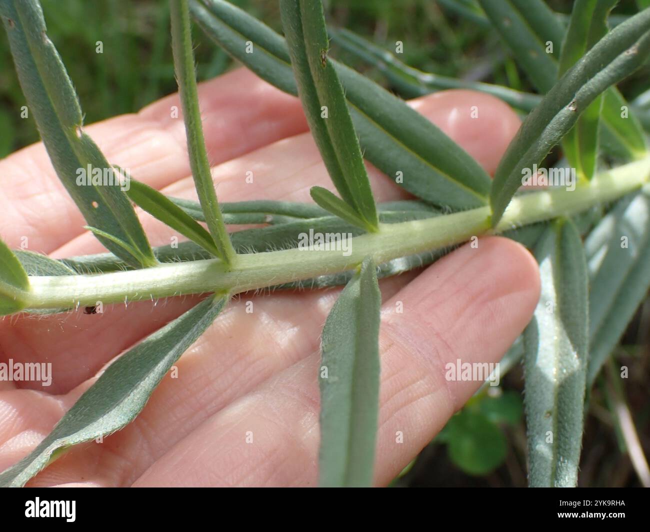 stoneseeds, puccoons, and gromwells (Lithospermum Stock Photo - Alamy