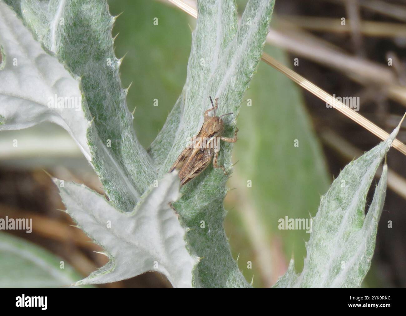 Migratory Grasshopper (Melanoplus sanguinipes Stock Photo - Alamy