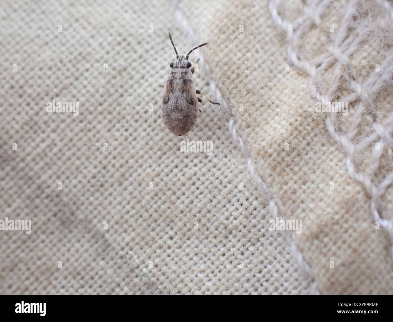 True Bugs (Heteroptera Stock Photo - Alamy