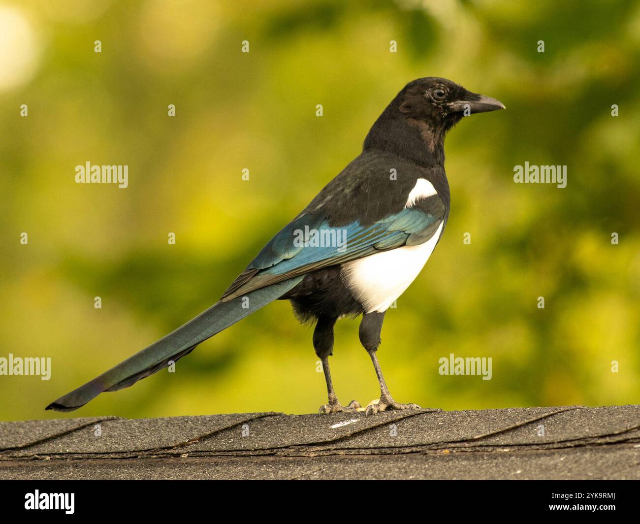 Black-billed Magpie (Pica hudsonia Stock Photo - Alamy