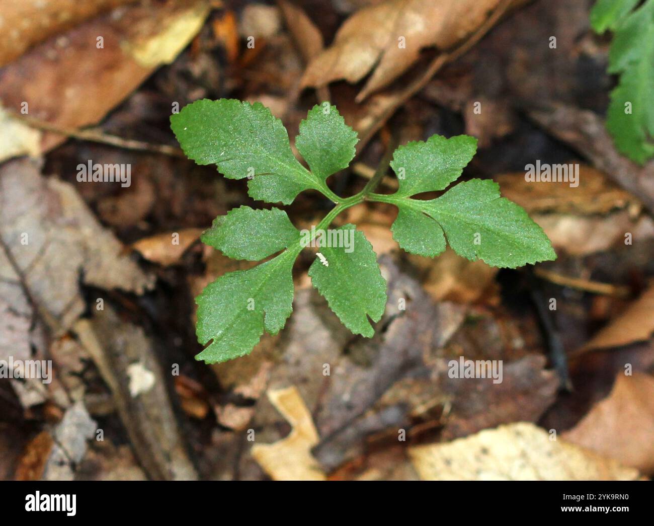 bronze fern (Sceptridium dissectum obliquum Stock Photo - Alamy
