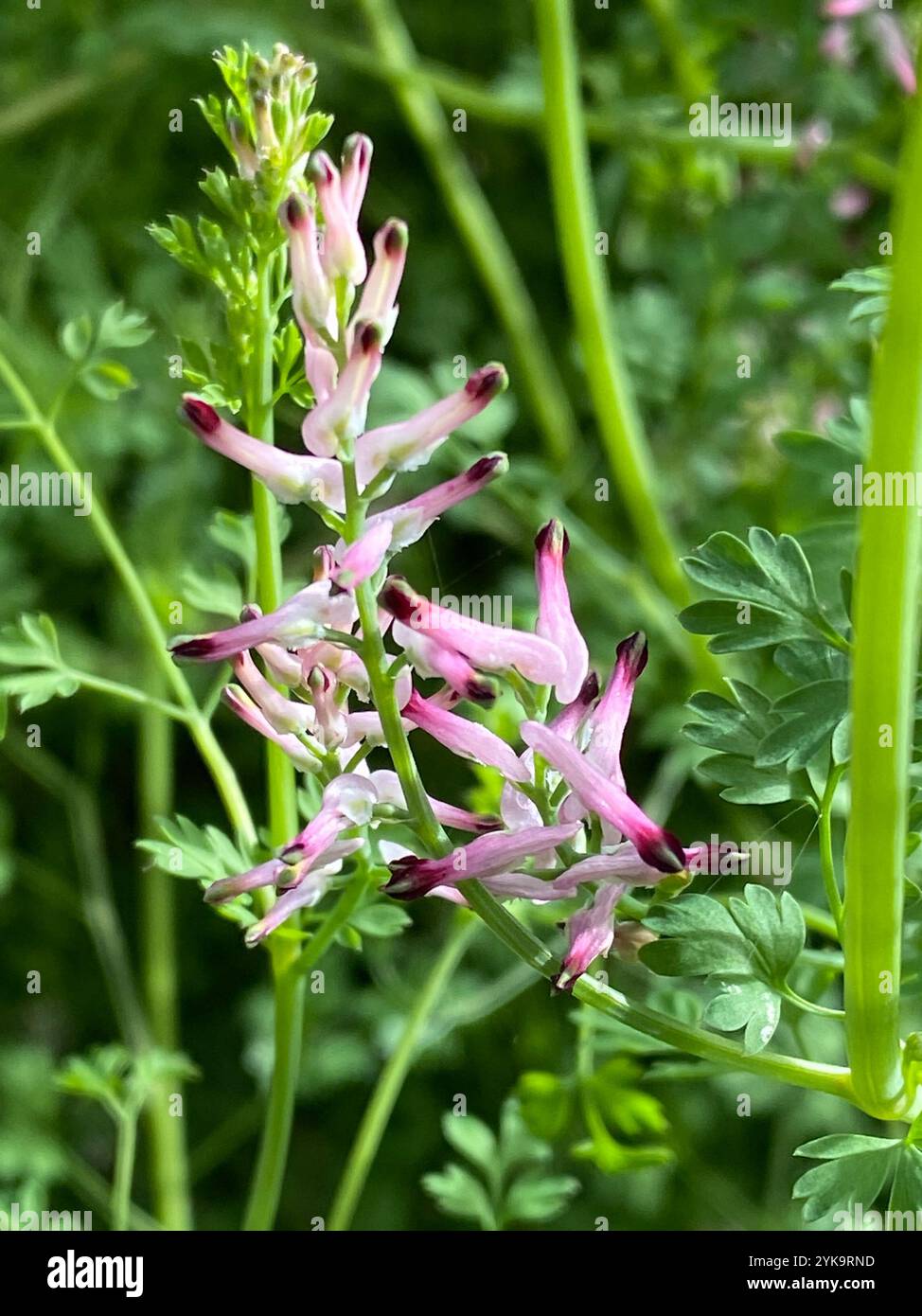 Common ramping fumitory hi-res stock photography and images - Alamy