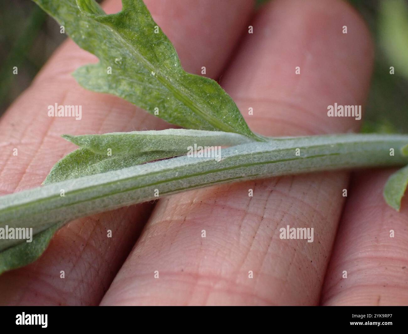Russian knapweed (Rhaponticum repens Stock Photo - Alamy
