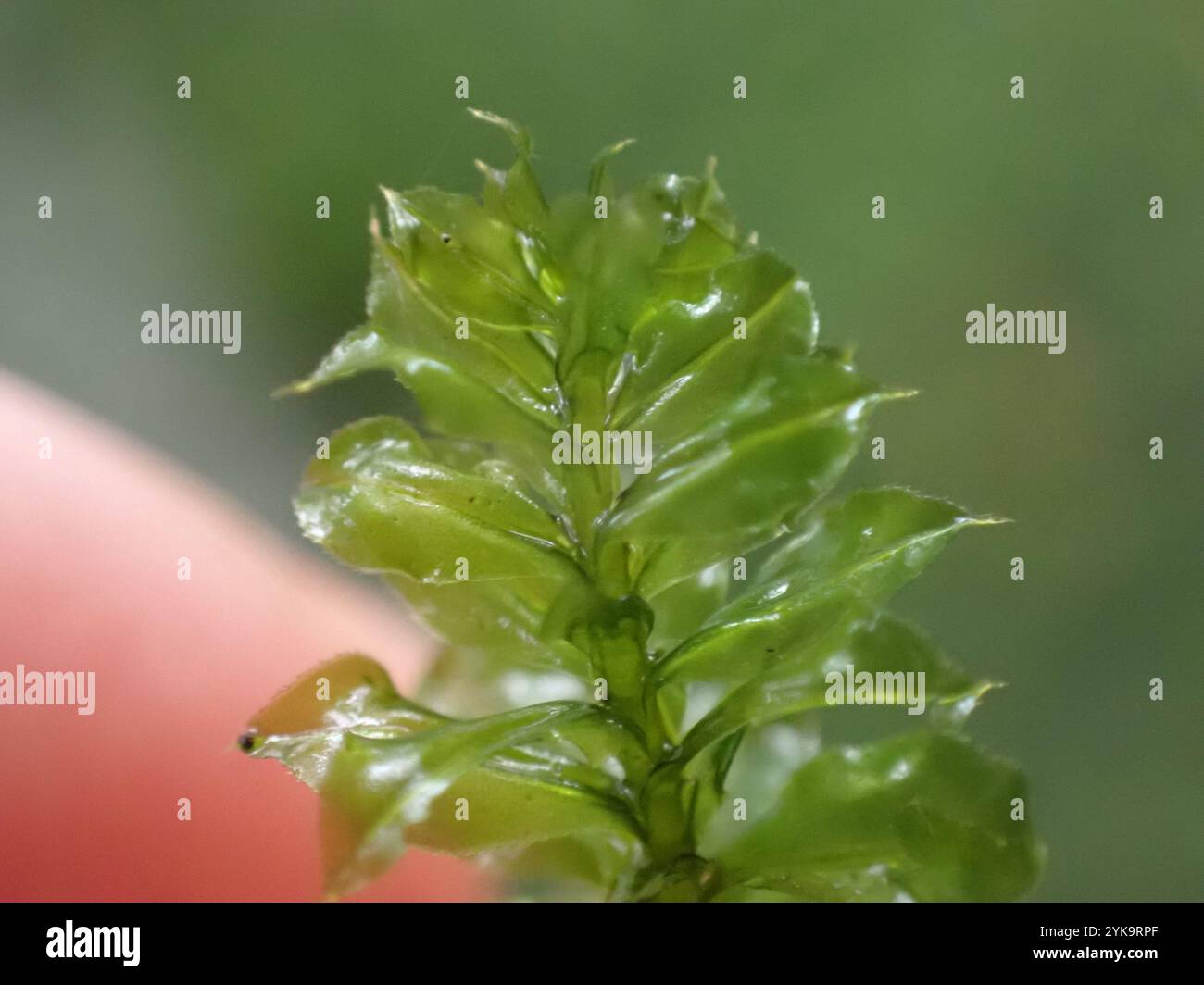 magnificent leafy moss (Plagiomnium venustum Stock Photo - Alamy