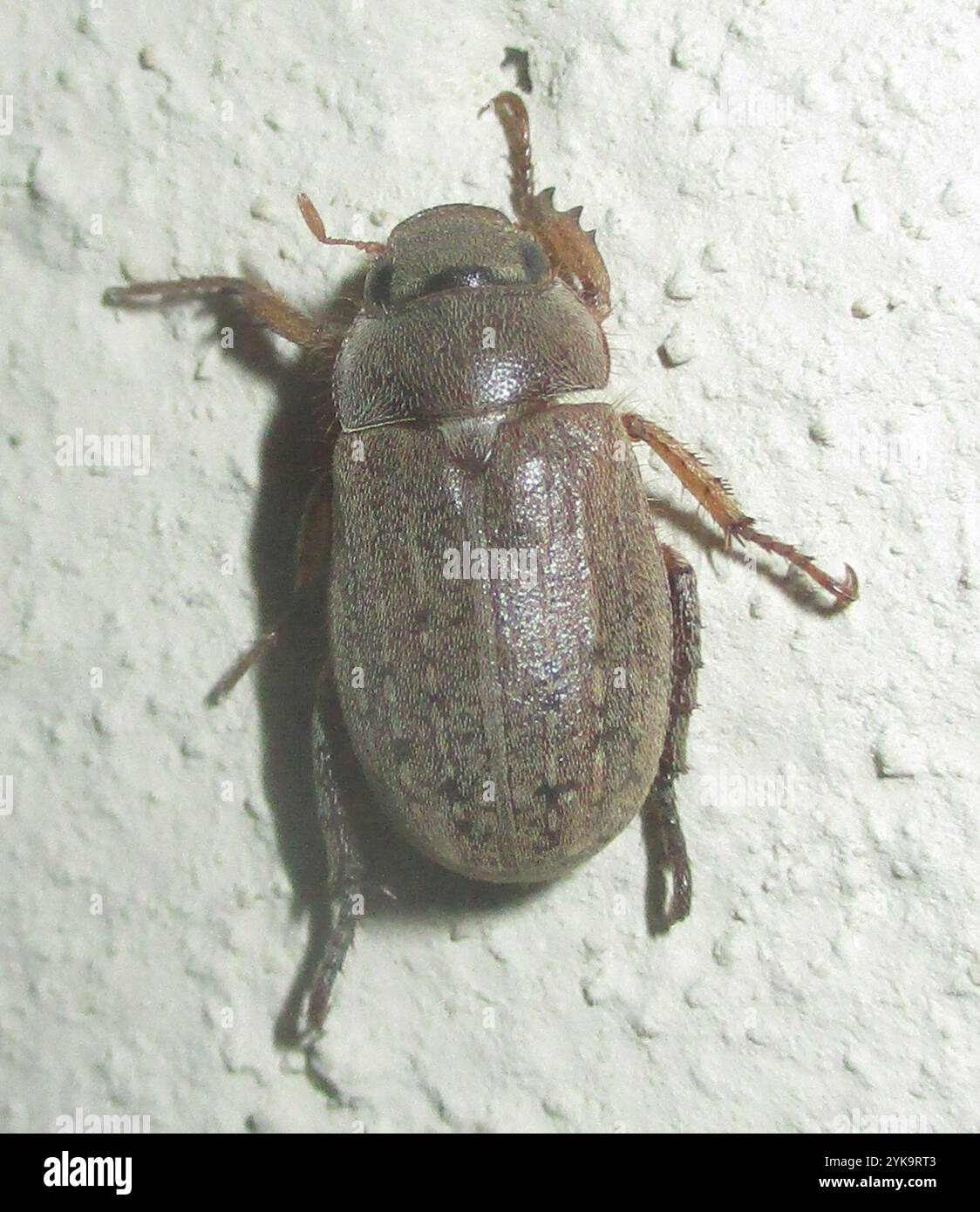 Adoretus hi-res stock photography and images - Alamy