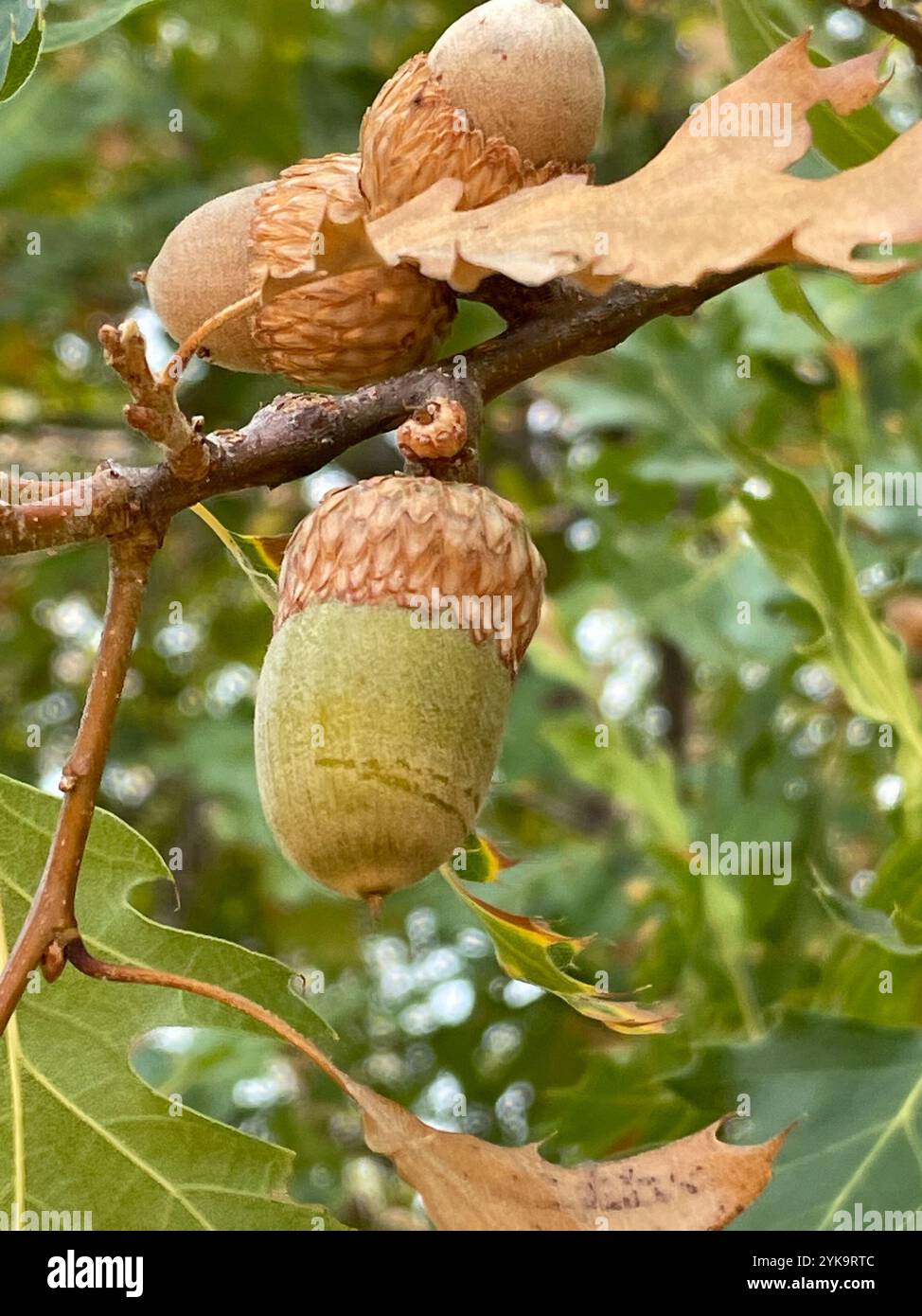 California black oak (Quercus kelloggii Stock Photo - Alamy