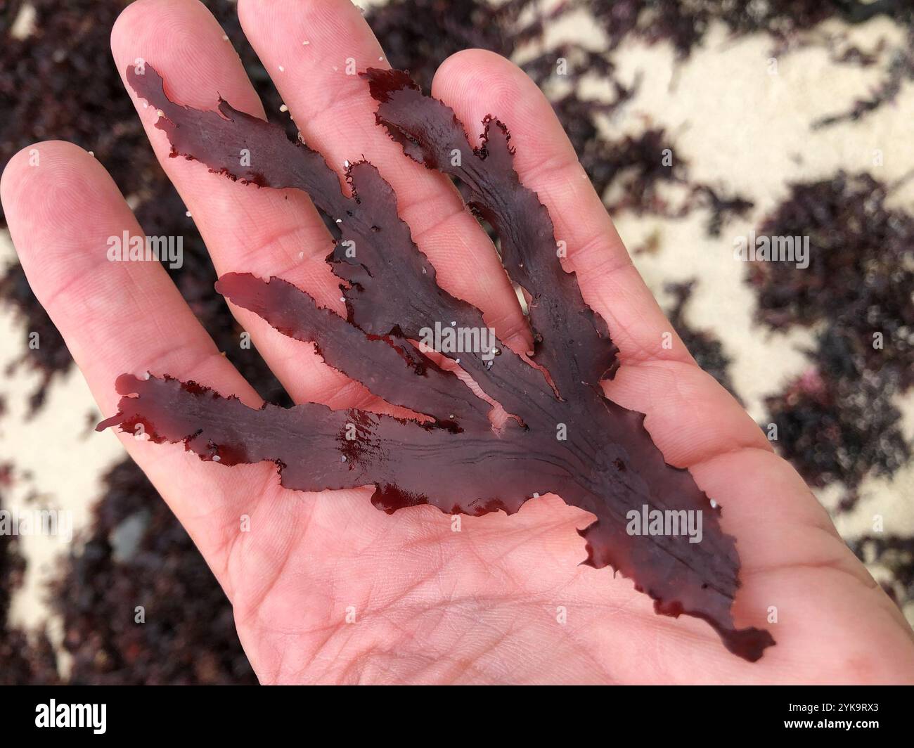 Grape Tongue (Cryptopleura ruprechtiana Stock Photo - Alamy