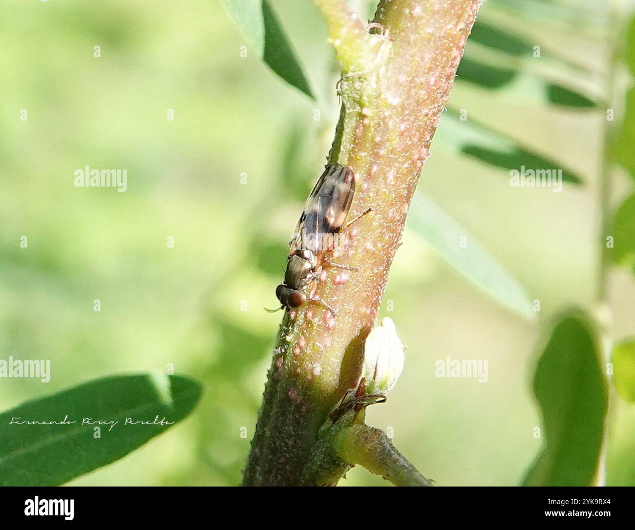 Banded-wing Flies (Chaetopsis Stock Photo - Alamy