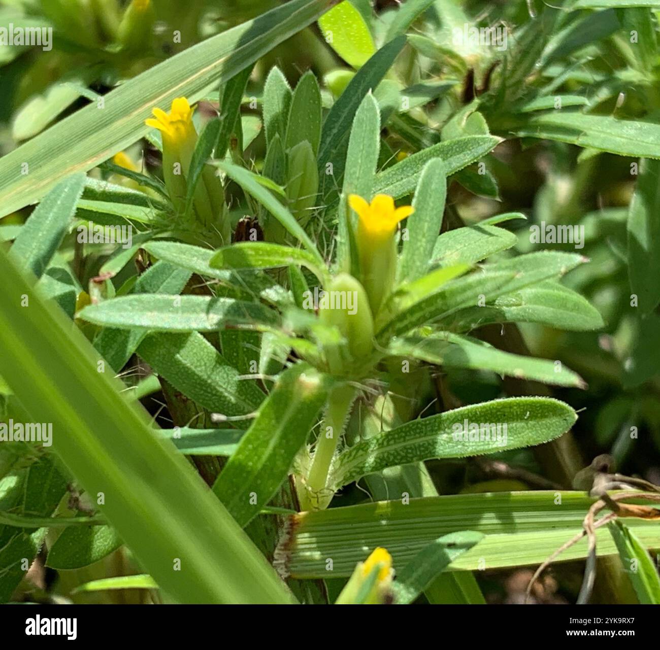Spreading chinchweed (Pectis prostrata Stock Photo - Alamy