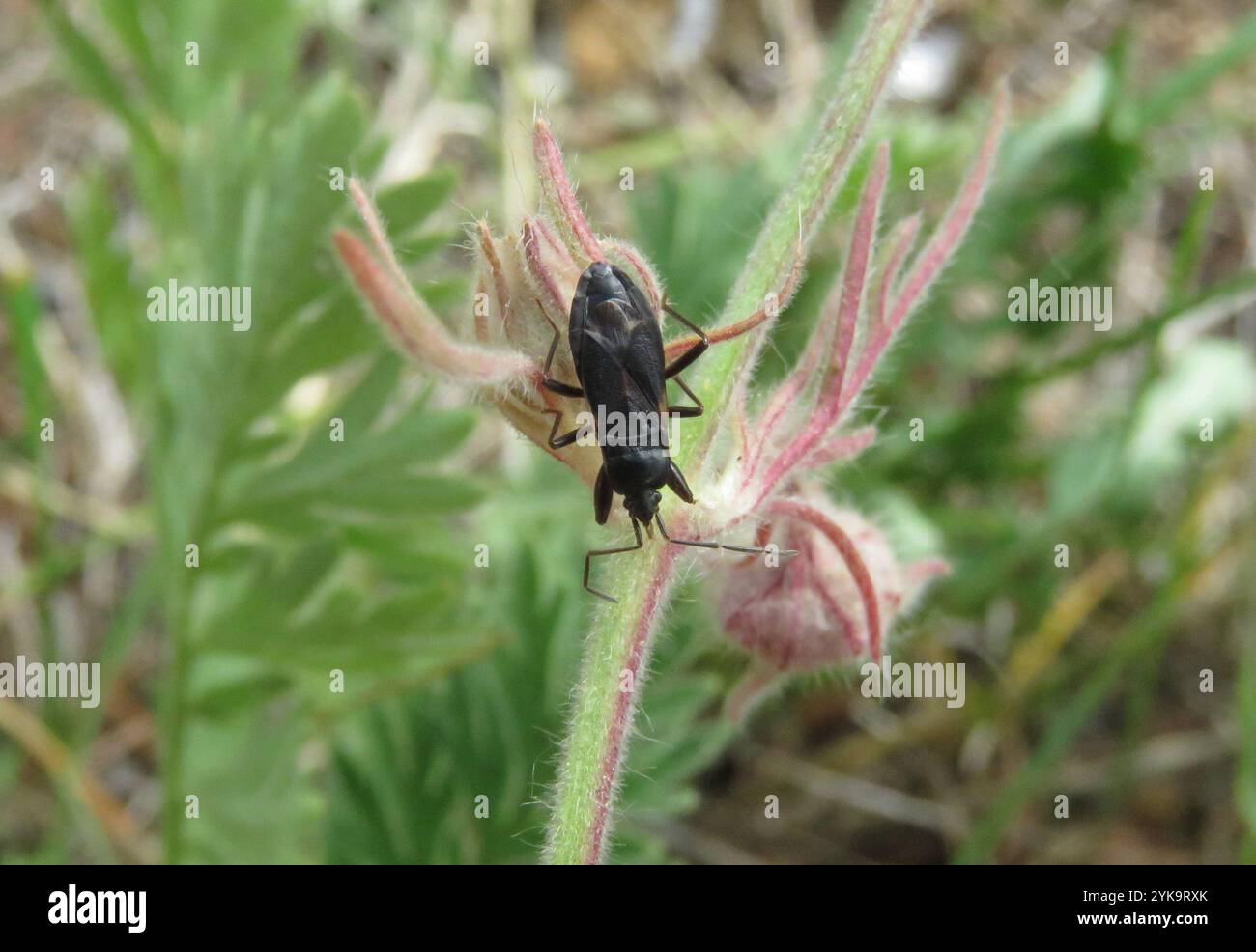 True Bugs (Heteroptera Stock Photo - Alamy