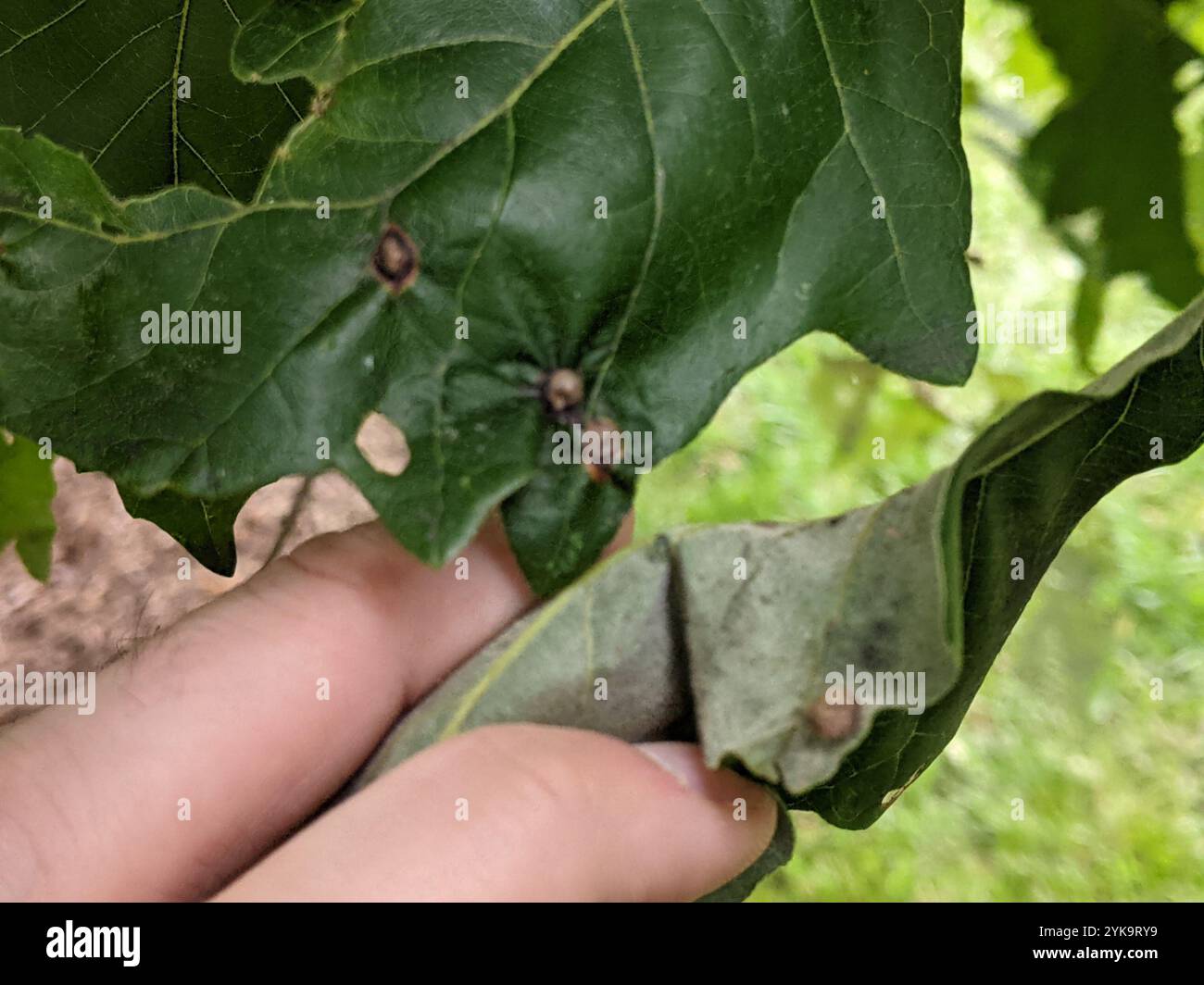 Oak Wart Gall Wasp (Callirhytis quercusfutilis Stock Photo - Alamy