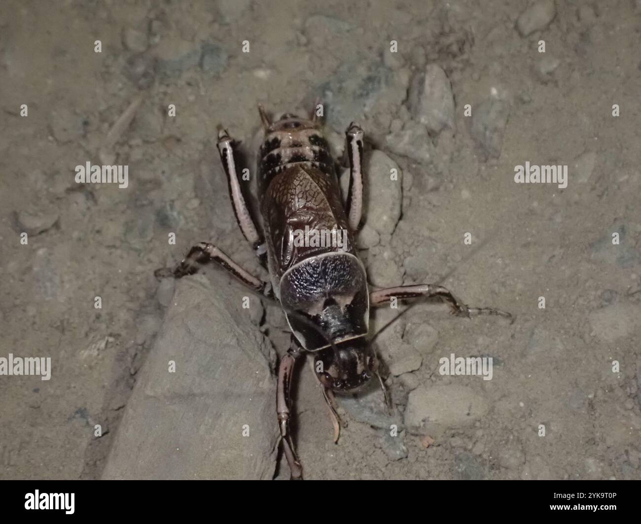 Cyphoderris monstrosa hi-res stock photography and images - Alamy