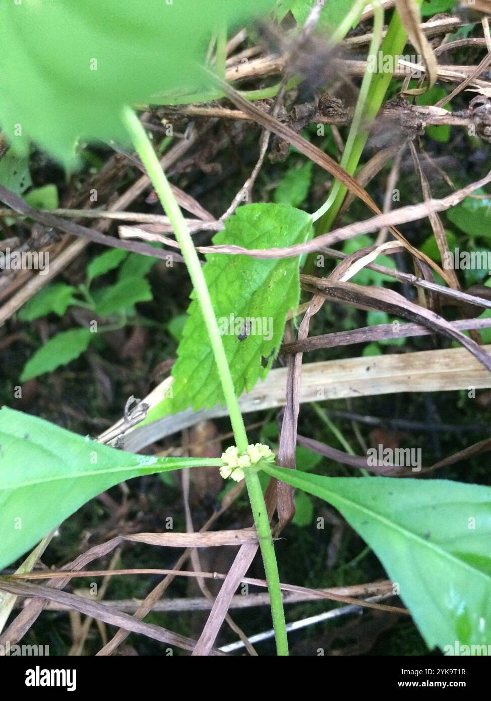 northern bugleweed (Lycopus uniflorus Stock Photo - Alamy